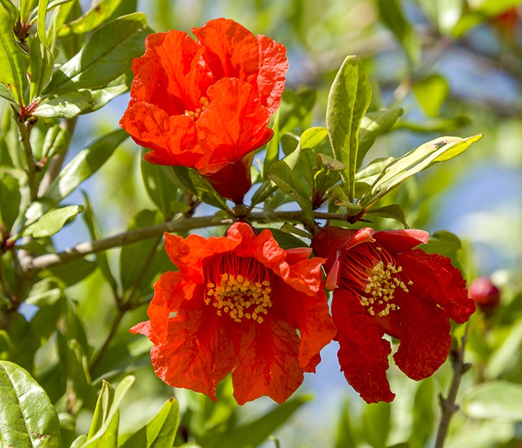 Grenade : caractéristiques, principes actifs et bienfaits - Nutrixeal Info