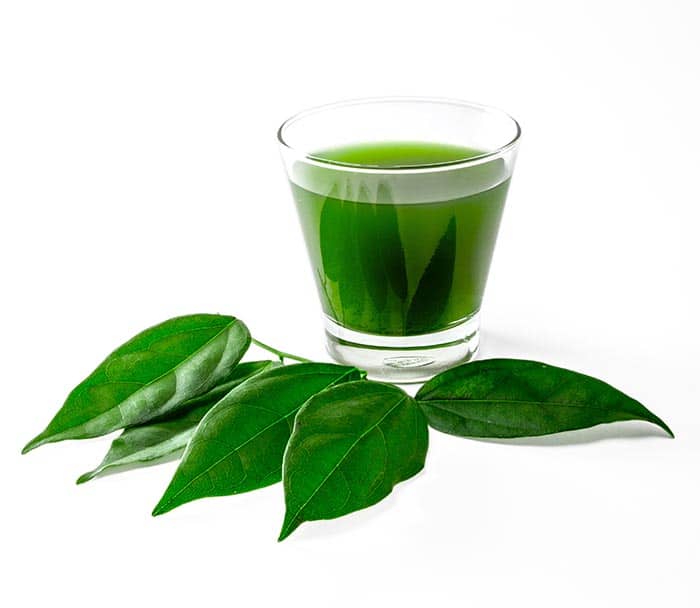 Chlorophylle et Chlorophylline, propriétés et vertus santé - Nutrixeal Info