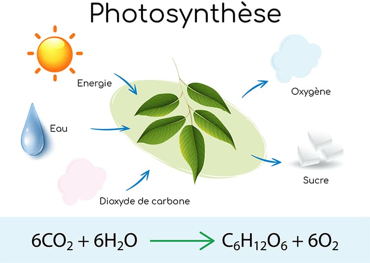 Chlorophylle et Chlorophylline, propriétés et vertus santé - Nutrixeal Info
