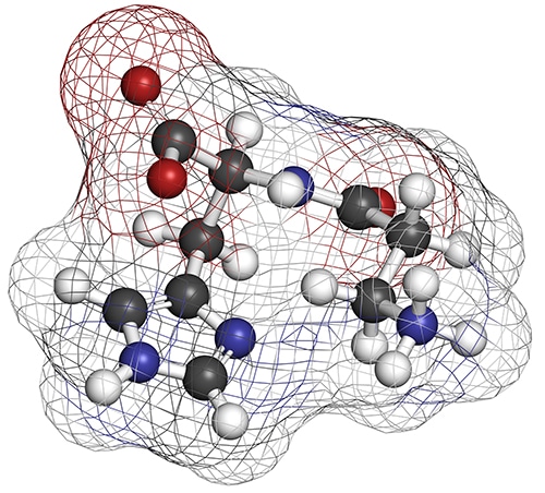 L-carnosine : caractéristiques et propriétés - Nutrixeal Info