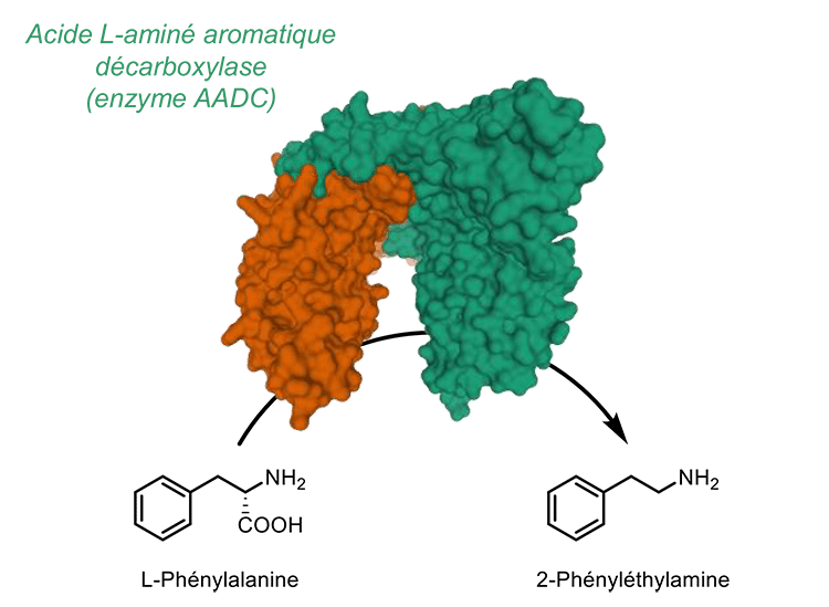 Phényléthylamine : caractéristiques et bienfaits - Nutrixeal Info