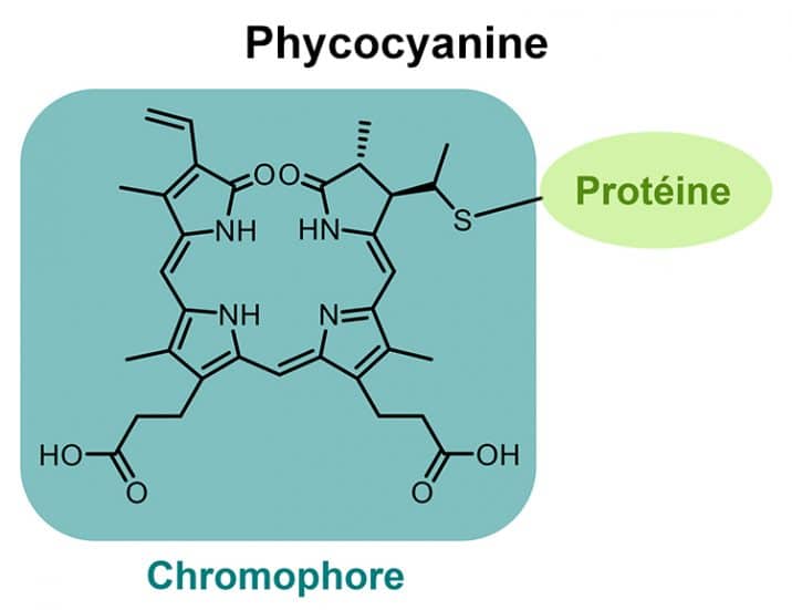 Phycocyanine : caractéristiques et bienfaits - Nutrixeal Info