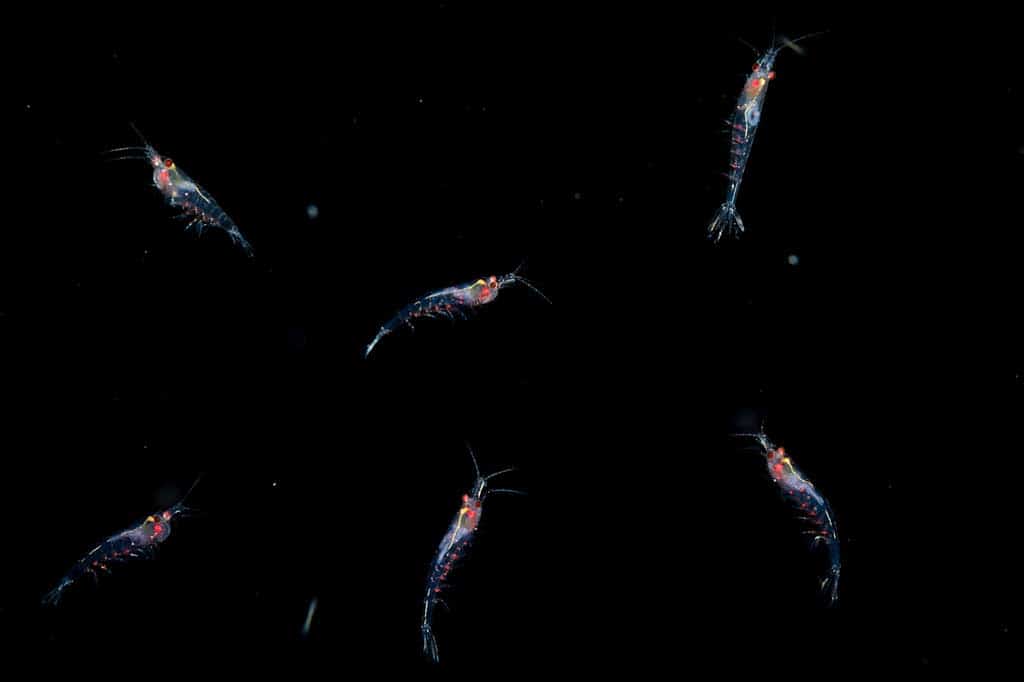 Krill : caractéristiques, exploitation et intérêt nutraceutique ...