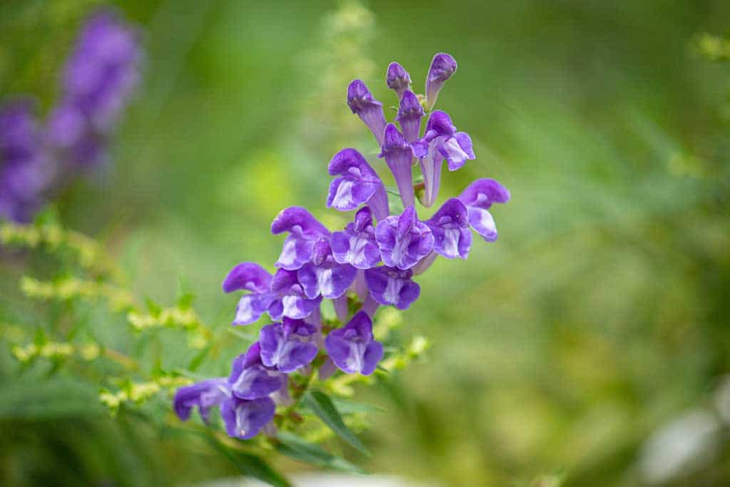 Scutellaria baicalensis : principes actifs et vertus santé - Nutrixeal Info