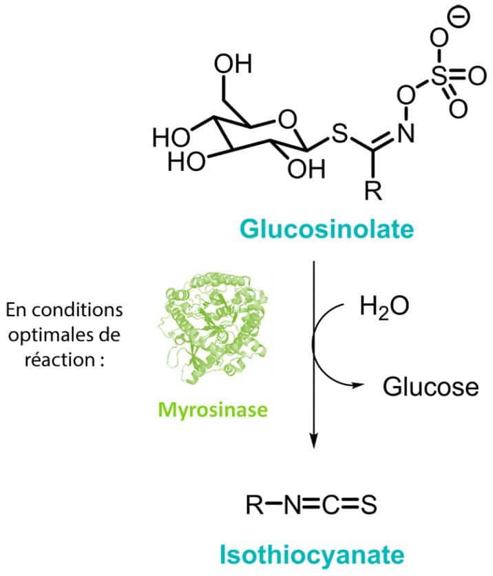 Isothiocyanates : caractéristiques et modes d'action - Nutrixeal Info
