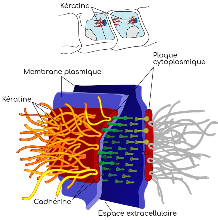 Desmosomes: définition et rôles biologiques - Nutrixeal Info