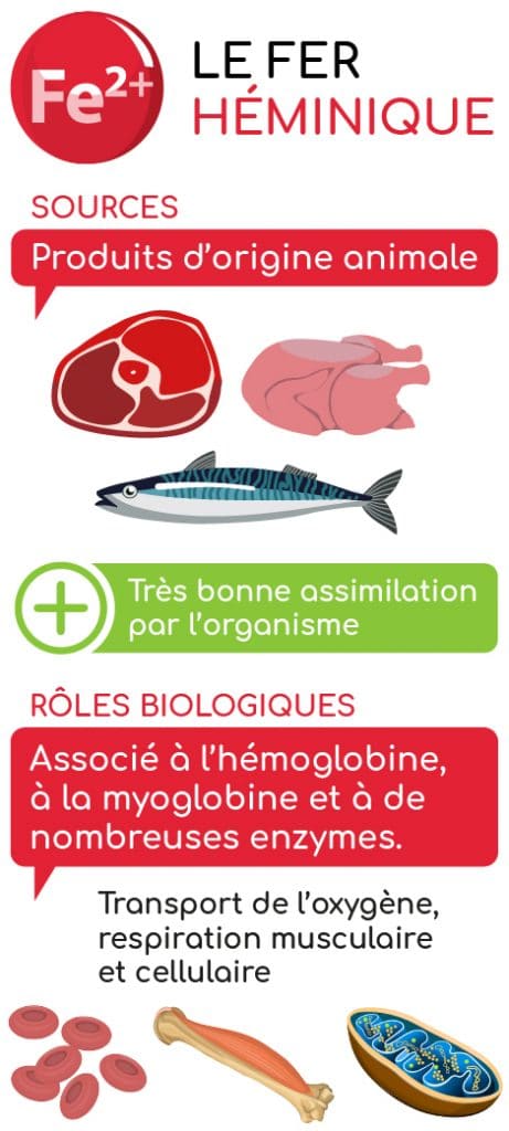 Fer : formes, sources et assimilation - Nutrixeal Info