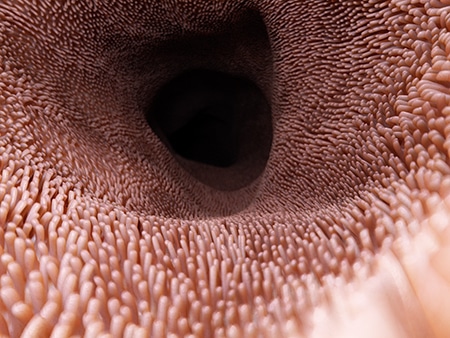 Intestin grêle : caractéristiques et rôle biologiques - Nutrixeal Info