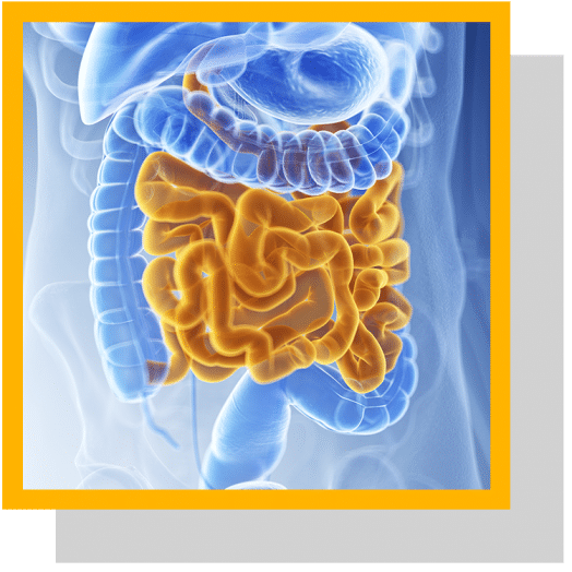 Intestin grêle : caractéristiques et rôle biologiques - Nutrixeal Info