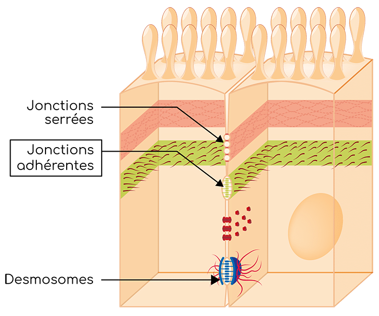 Jonctions adhérentes : définition et rôles biologiques - Nutrixeal Info