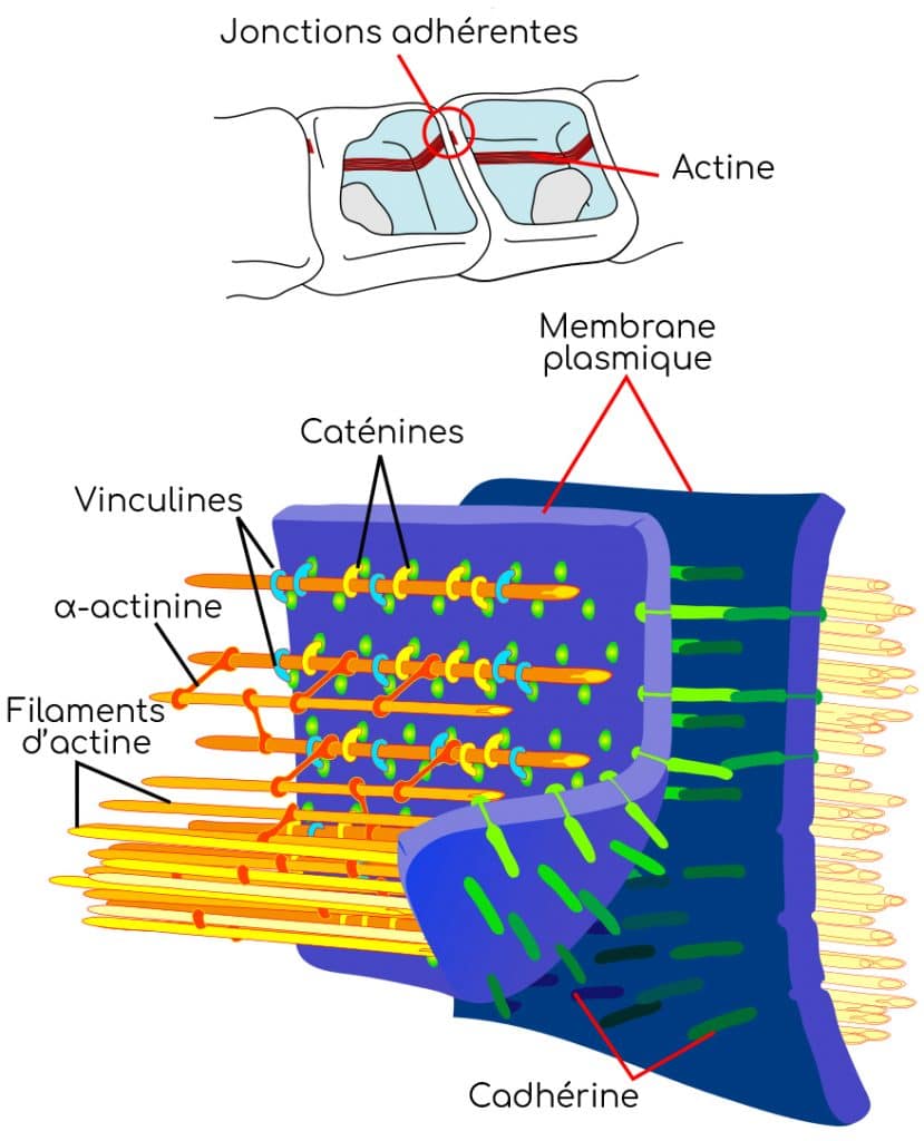 Jonctions adhérentes : définition et rôles biologiques - Nutrixeal Info