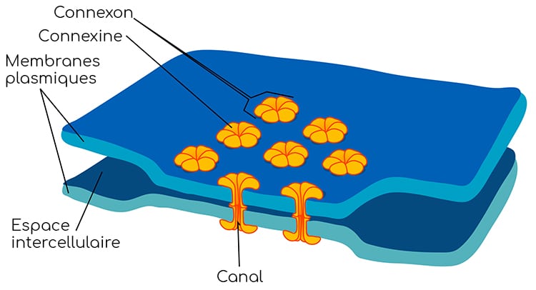 Jonction Communicante Gap _ JONCTIONS INTERCELLULAIRES – IPXNVR