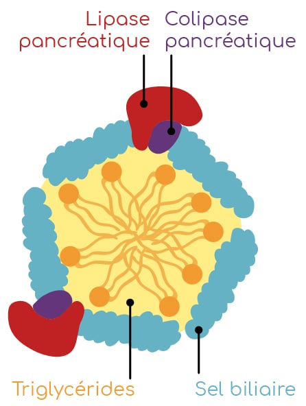 Lipase pancréatique : définition et rôles biologiques - Nutrixeal Info