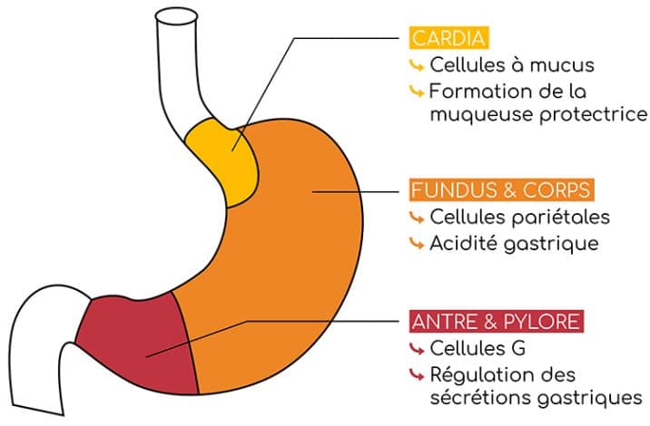 Estomac : caractéristiques et rôles biologiques - Nutrixeal Info