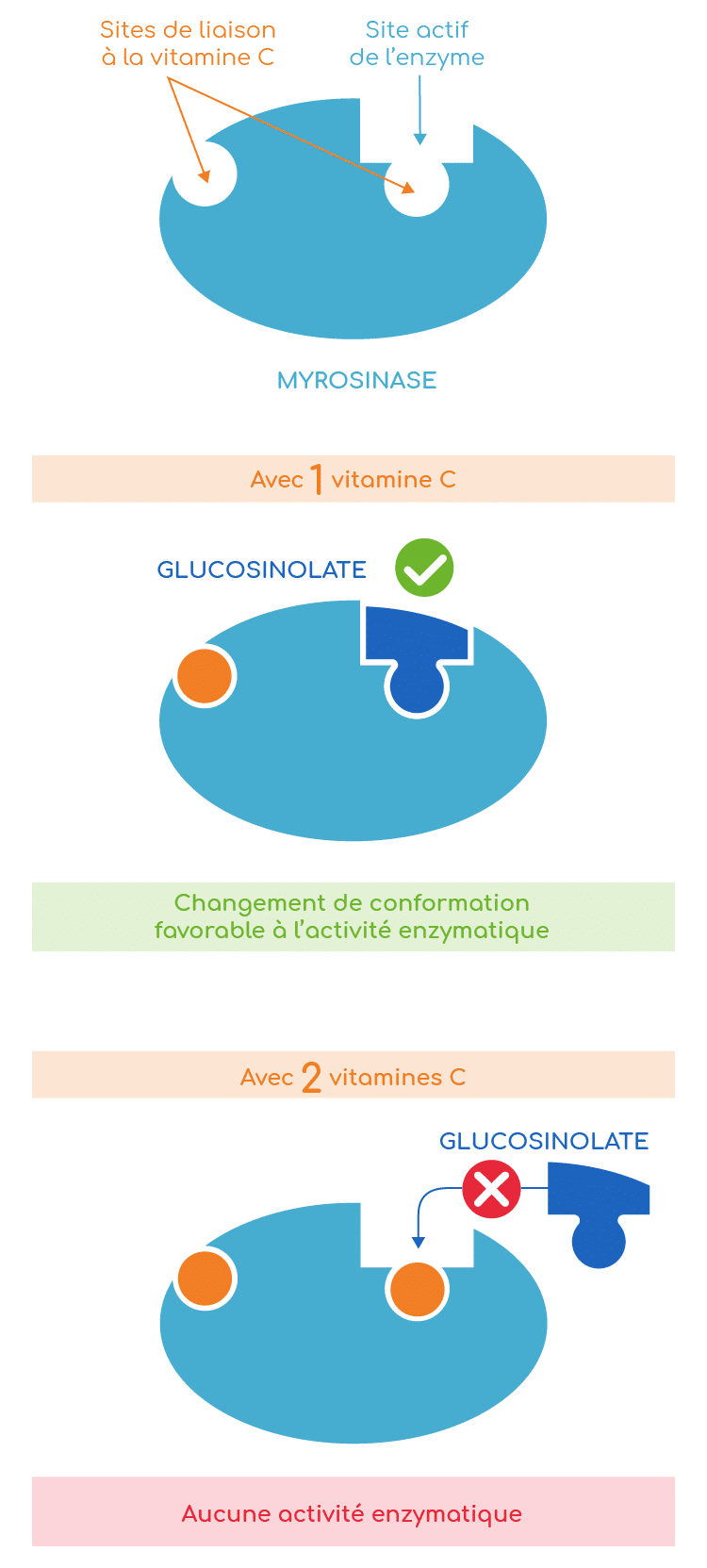 Myrosinase : caractéristiques et mécanismes d'action - Nutrixeal Info