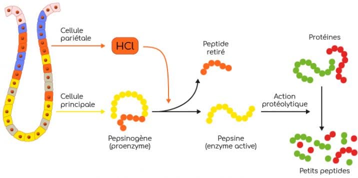 Pepsinogène : caractéristiques et rôles biologiques - Nutrixeal Info
