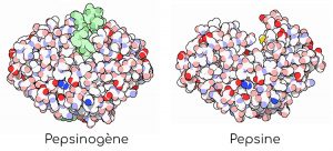 Pepsinogène : caractéristiques et rôles biologiques - Nutrixeal Info