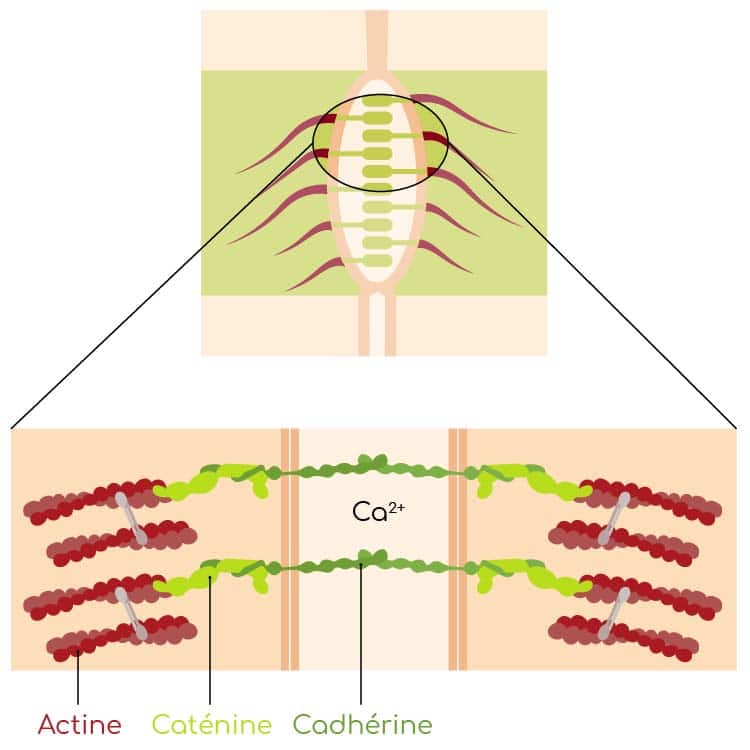 Jonctions adhérentes : définition et rôles biologiques - Nutrixeal Info