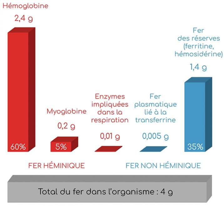 Fer : formes, sources et assimilation - Nutrixeal Info