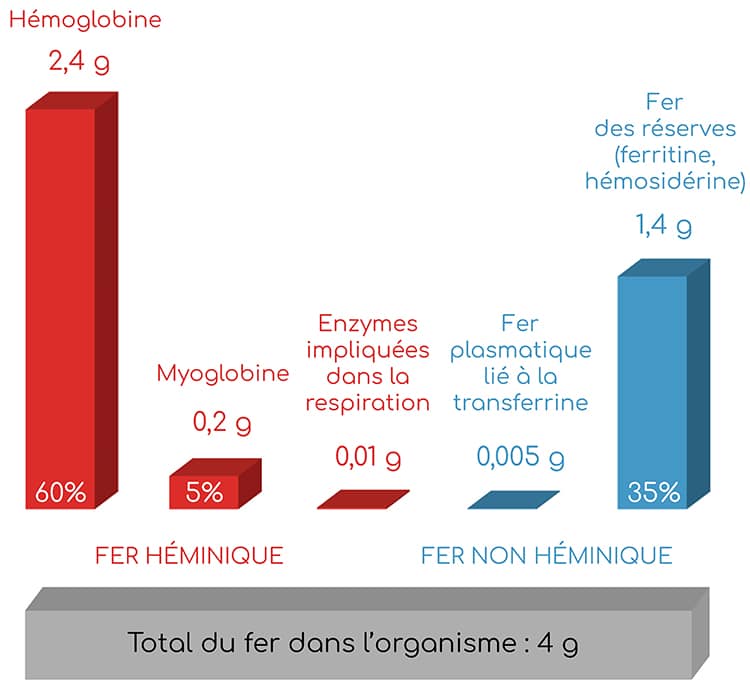 Fer : formes, sources et assimilation - Nutrixeal Info