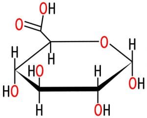 Acide glucuronique : caractéristiques et rôles biologiques - Nutrixeal Info